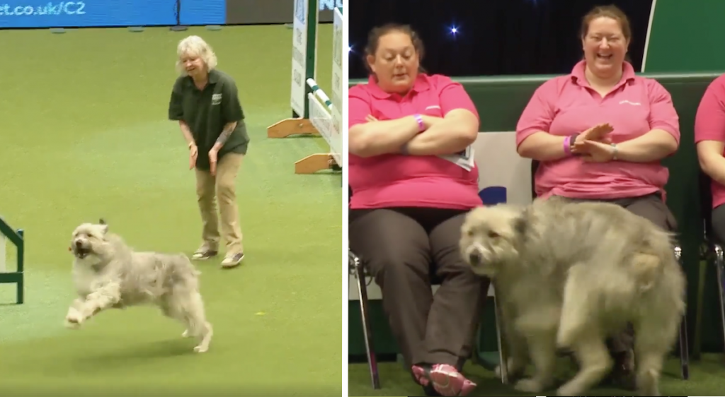 Rescue Dog’s Agility Course Fail Makes For The Most Memorable Performance