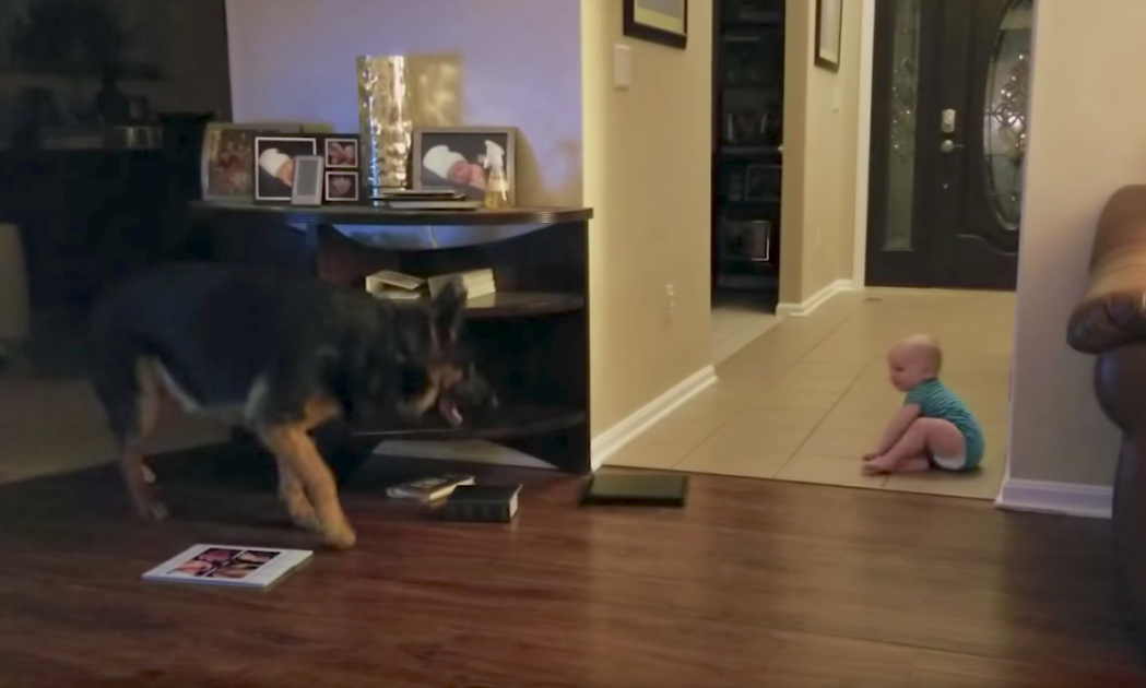 Dog And Baby Engage In A Game Of Chase That Leaves Mom With No Choice ...