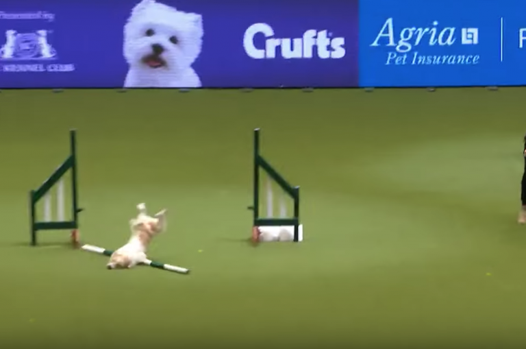 Agility Course Fail Doesn’t Stop This Dog, And It Has The Announcer In ...