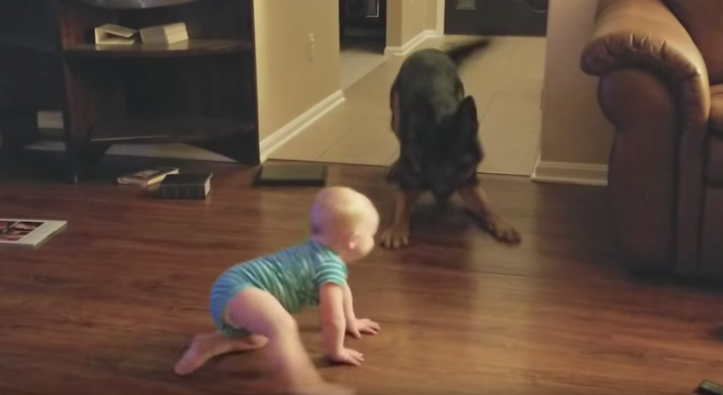 Dog And Baby Engage In A Game Of Chase That Leaves Mom With No Choice ...