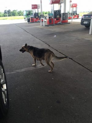 Dog Abandoned At Gas Station Wanders Up To Stranger And Kindly Asks For ...