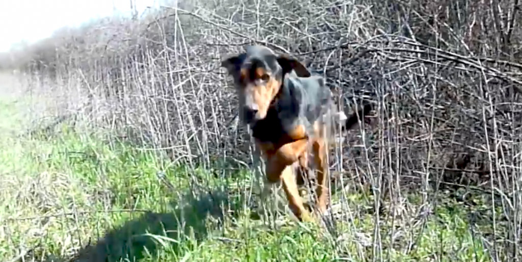 Starving, Limping Stray Manages To Jump Into The Arms Of His Rescuer