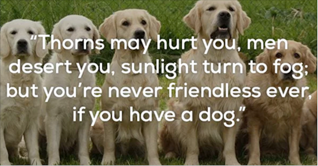 25 quotes to remind you that dogs are the greatest