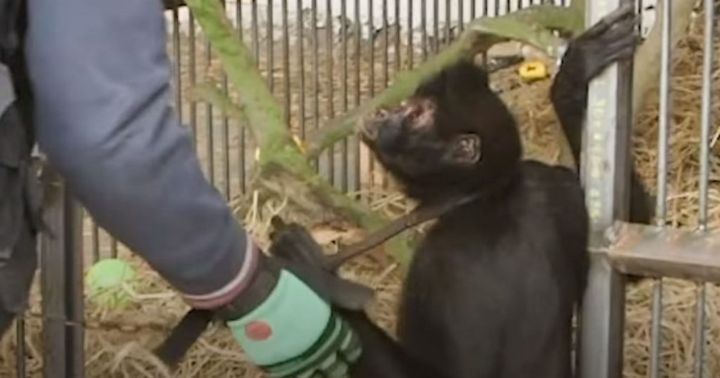 Chained Up For 8 Years, Spider Monkey Gets 1st Taste Of Freedom After ...