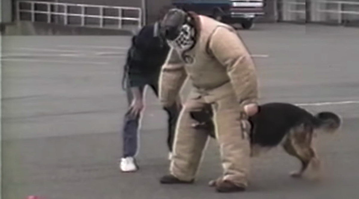 Dog Gets Bored Of His Police Training, Even Makes His Trainer Laugh Out ...