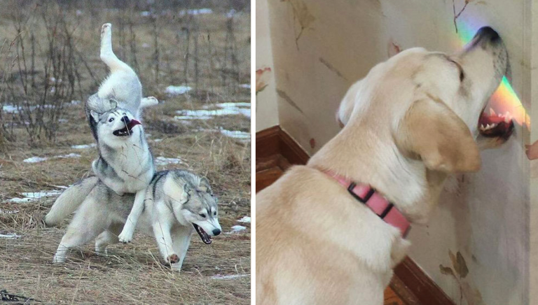 18 Dog Fails That Are So Funny You’ll Feel Bad For Laughing