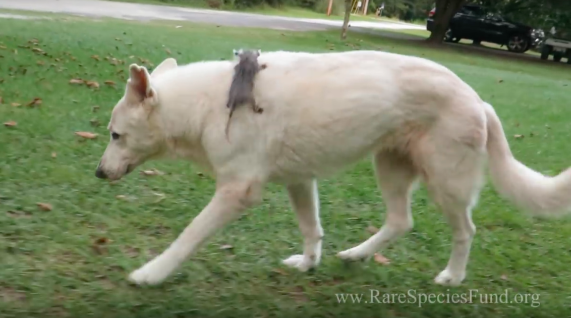 Dog Adopted Orphaned Opossum Years Ago And Still Carries Him Wherever ...
