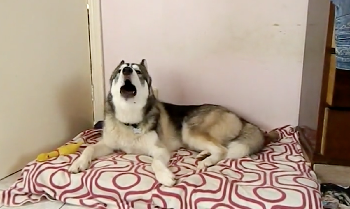 Husky’s Just Trying To Rest When His Favorite Song Comes On The Radio