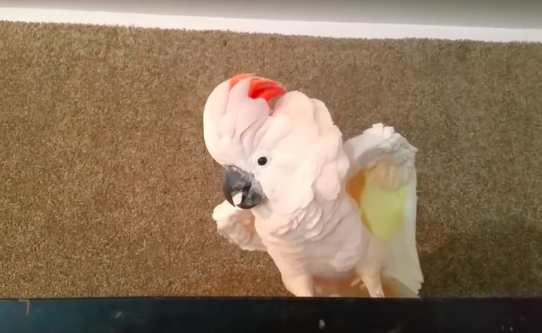 Cockatoo Refuses To Go To Her Cage, Throws Hilarious Temper Tantrum