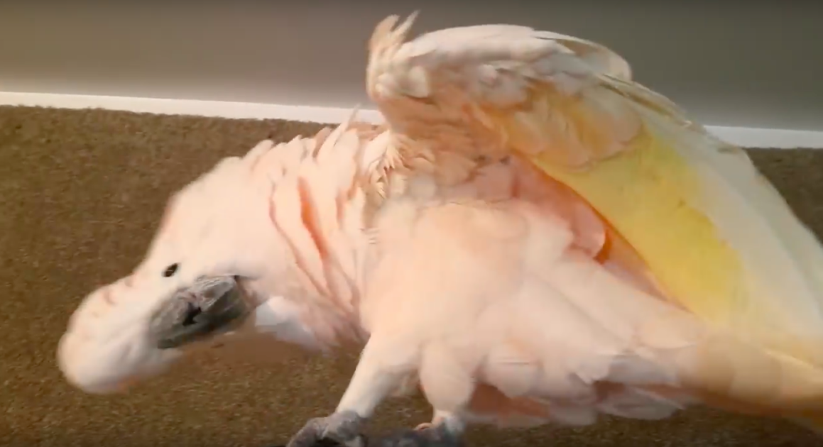 Cockatoo Refuses To Go To Her Cage, Throws Hilarious Temper Tantrum