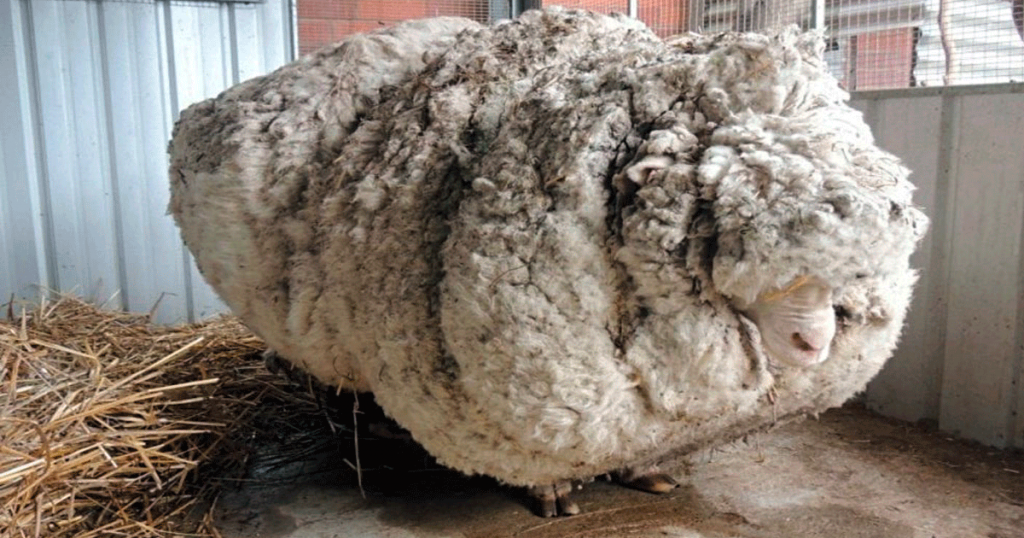 Hikers Saw A Sheep Struggling To Walk – With 90 Pounds Of Overgrown Wool