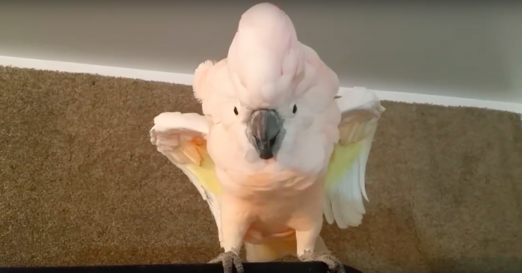 Cockatoo Refuses To Go To Her Cage, Throws Hilarious Temper Tantrum
