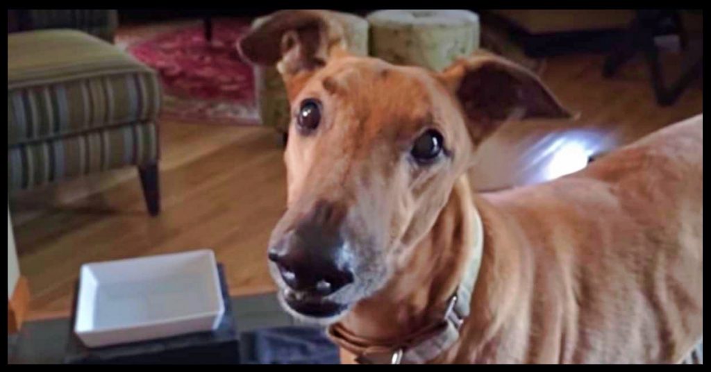 Dog’s Tries To Do An Impression Of A Chainsaw, Totally Nails It