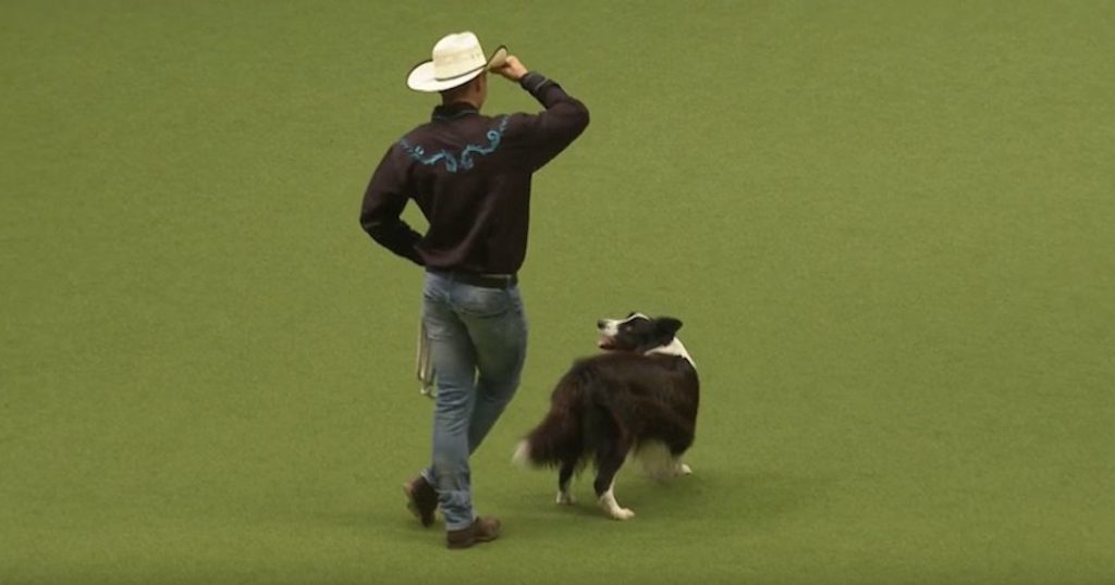 Border Collie Grabs a Lasso and Line Dances With ‘Cowboy’ in Fun Dance ...