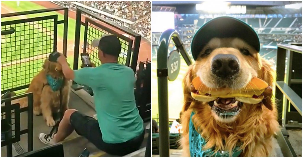 Dog Becomes Internet Sensation After Video Of Him At Baseball Game