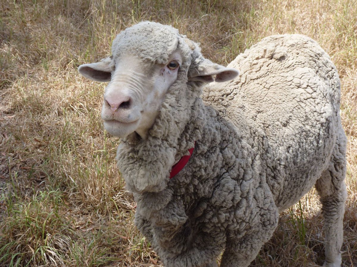 Hikers Saw A Sheep Struggling To Walk – With 90 Pounds Of Overgrown Wool