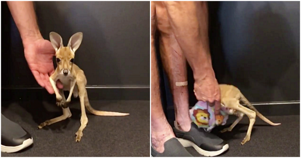 Tiny Kangaroo Takes His First Hops Toward Caretaker, Does Adorable Flip ...