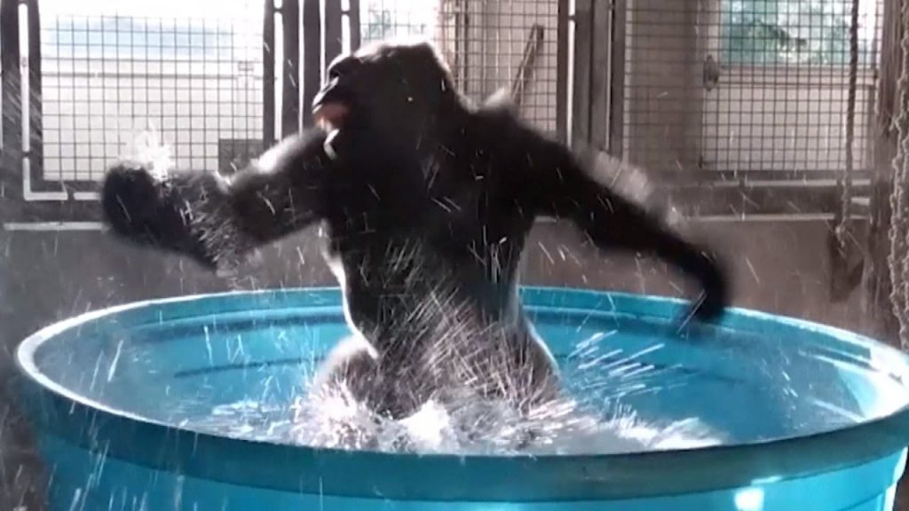 Funky Gorilla Doesn’t Hold Back When She Enters The Swimming Pool