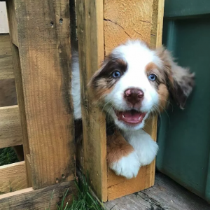 17 Reasons Australian Shepherds Are The Absolute Worst