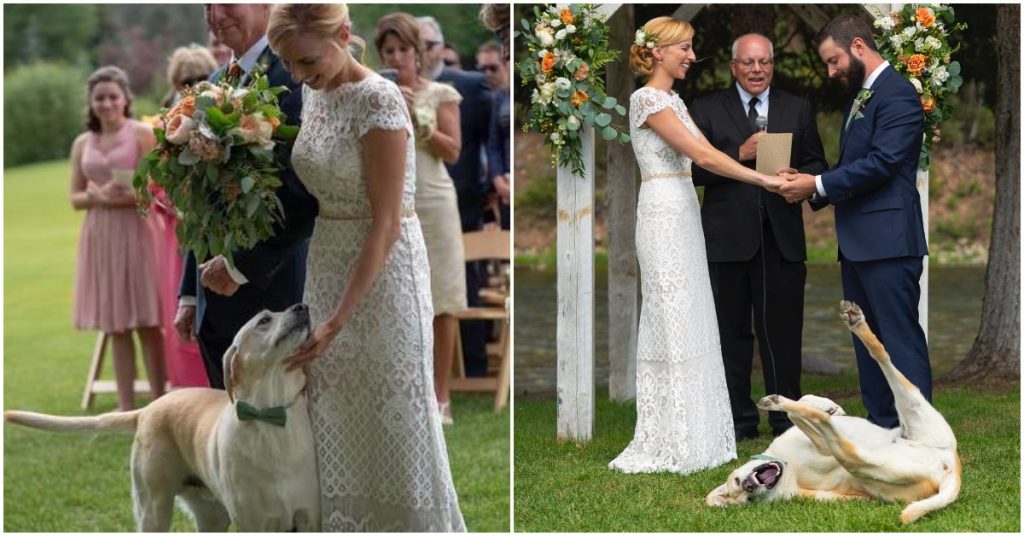 Dog Hilariously Photobombs His Owners’ Wedding Vows And Totally Steals ...