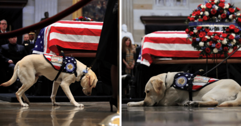 George H.W. Bush’s Beloved Service Dog ‘Sully’ Has A Heartwarming New ...