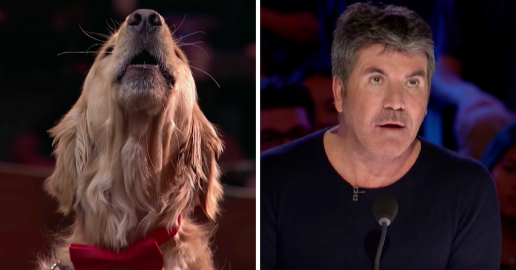 Singing Dog Performs On America's Got Talent, Simon Cowell Gives A ...