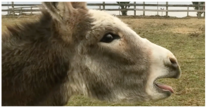 Baby Donkey Cried Everyday For His Mom- Rescuers Did The Impossible To ...