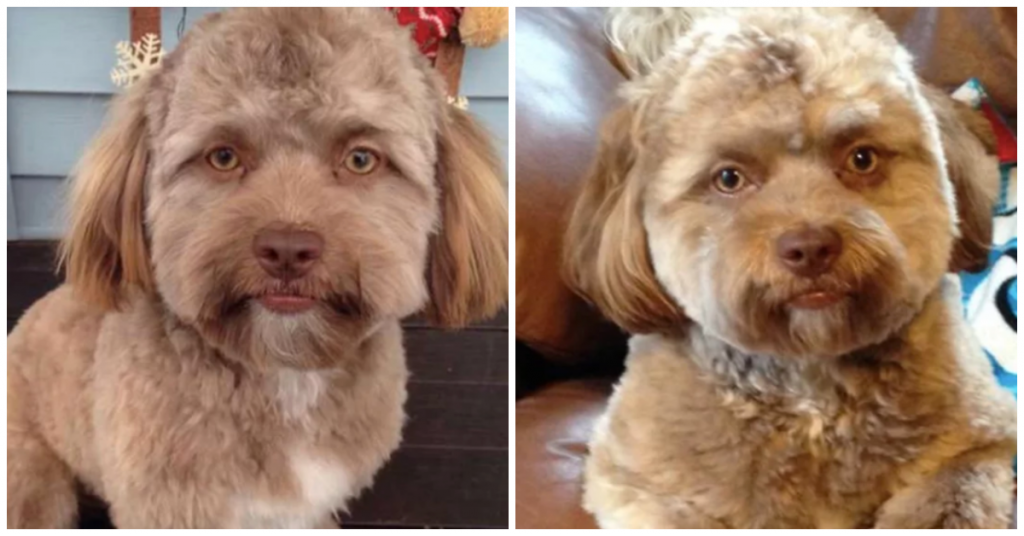 A Dog With A 'Human Face' Has The Internet Freaking Out