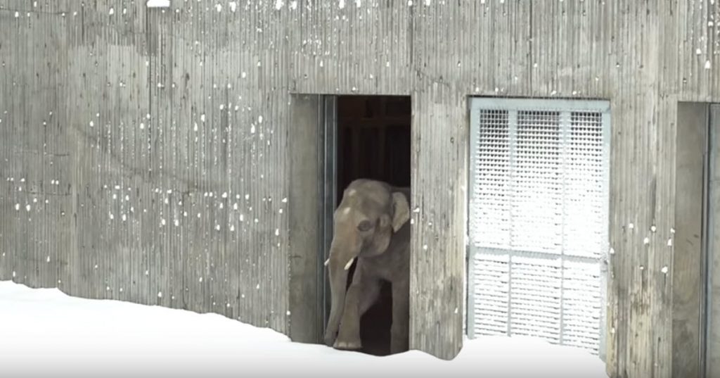 Zoo Closes After Blizzard But The Cameras Are Rolling When The Animals ...
