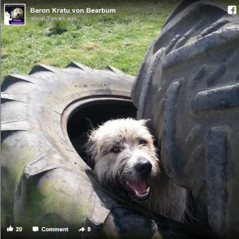 Rescue dog hilariously fails agility course but makes everyone smile