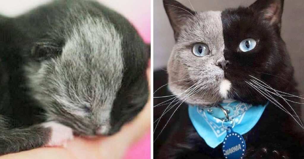 Rare 'Chimera Cat' Is Born With 'Two Faces', Grows Up And Becomes ...