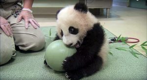 Baby Panda Gets Her First Ball, Has Cutest Hissy Fit When They Try To ...