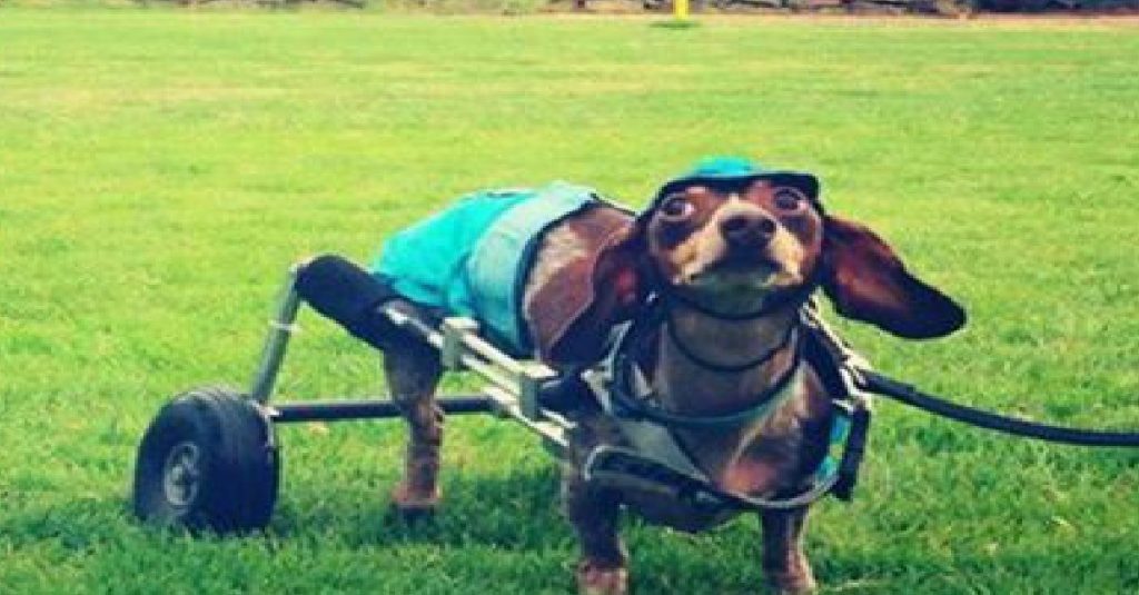 Disabled Dachshund Proves Dogs With Disabilities Are Winners! And Melts ...