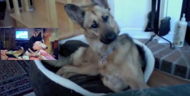 German Shepherd Confused by Talking Husky