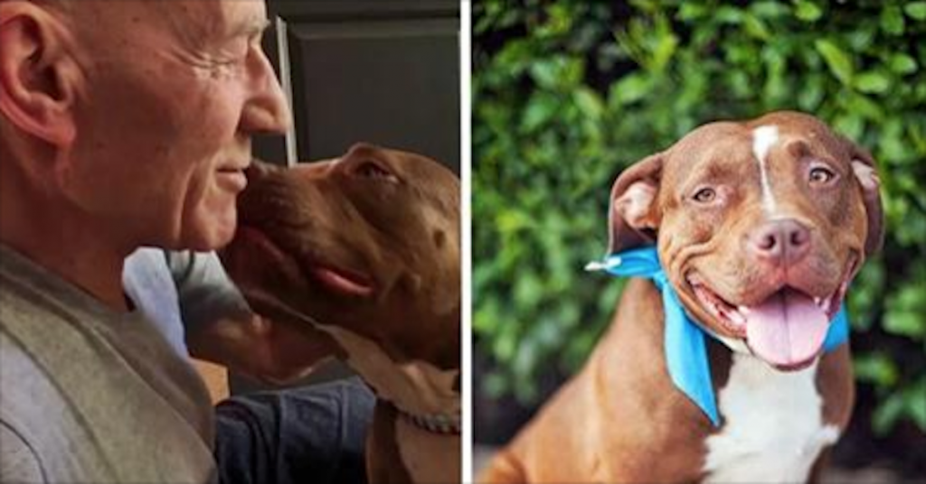 Patrick Stewart Meets His First Pit Bull Foster And They Both Fall In Love