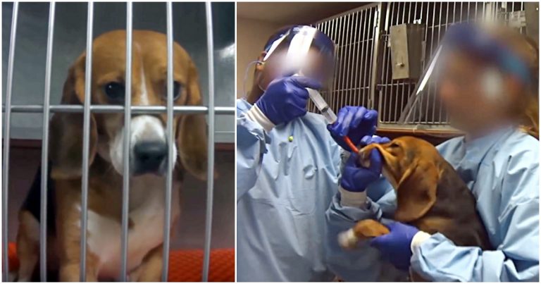 36 Beagles Are Being Force-Fed Chemicals At A Laboratory For A One-Year ...