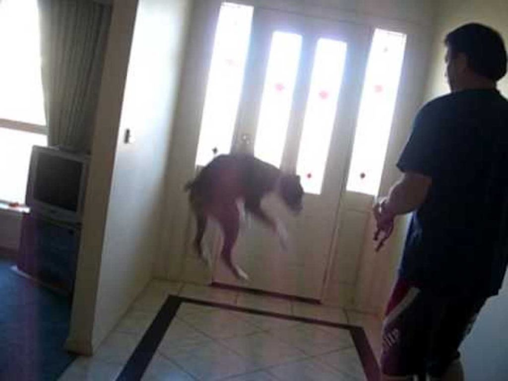 Boxer Excited To Go For A Walk