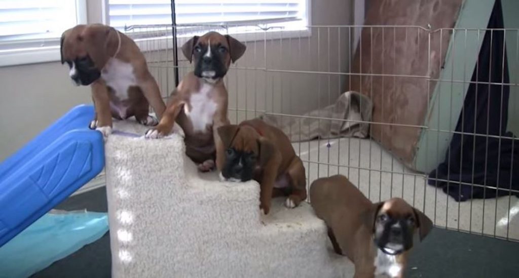 Cute 6-Week Old Boxer Puppies Playing