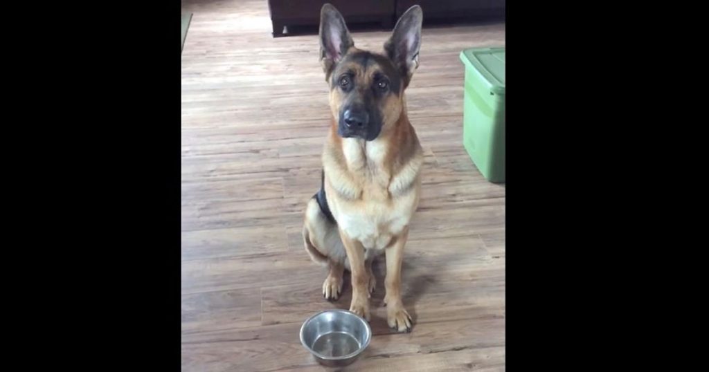 German Shepherd Is Hungry. What He Does To Tell The Human To Feed Him ...