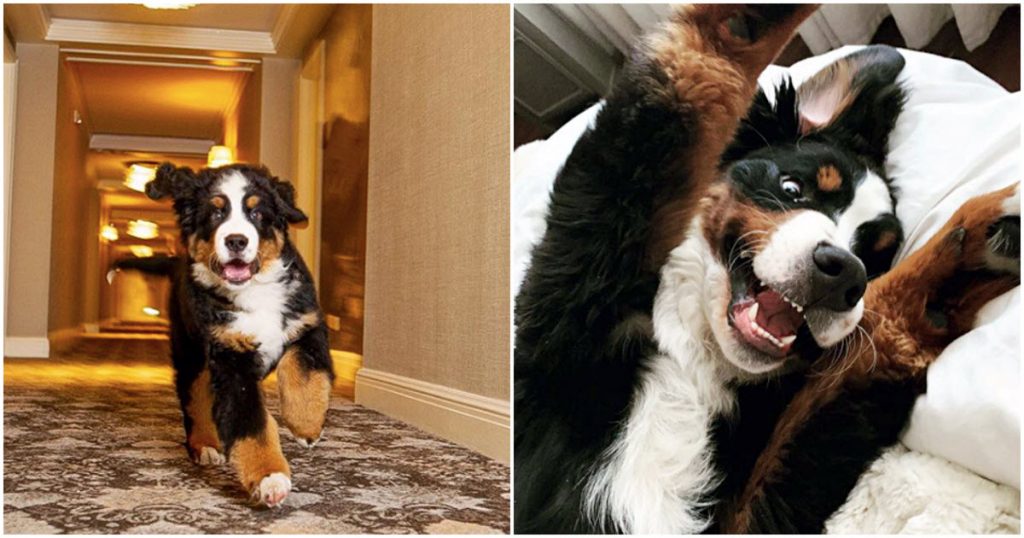 Loveable Bernese Mountain Dog Lives At Hotel, Cuddles Guests Every ...