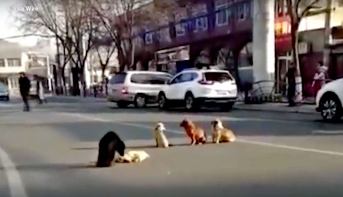 4 Dogs Block Traffic, Drivers Realize They’re Guarding The Body Of A ...