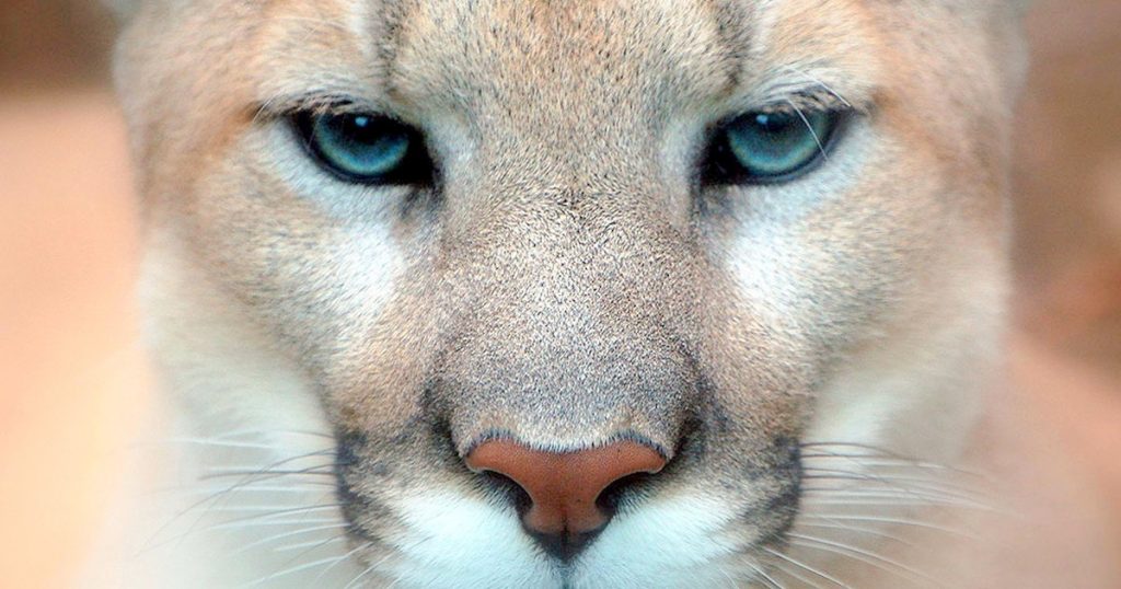 The Eastern Puma Has Been Declared Extinct, As Humans Destroy Their ...