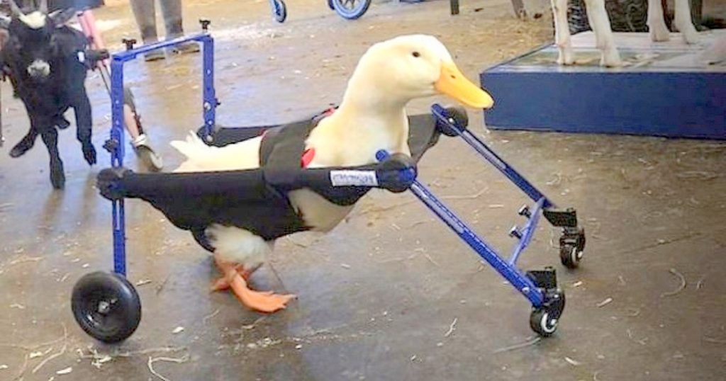 Company Made Wheelchairs For 50,000 Pets, Now Makes First Wheelchair ...