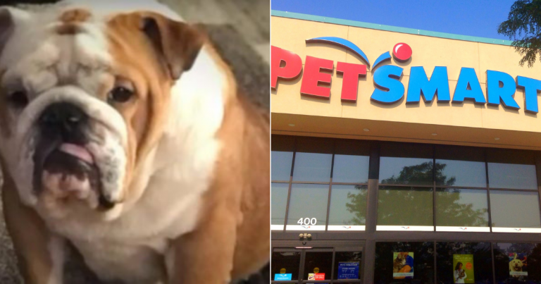 Yet Another English Bulldog Dies After PetSmart Grooming-The 32nd Death ...