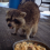 Blind raccoon visits a woman for years and shows up with the cutest ...