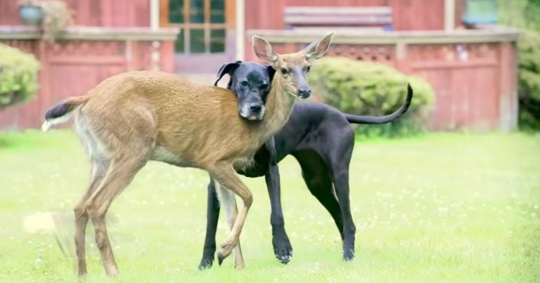 Deer Was Abandoned By Mother As A Fawn, Kind Great Dane Steps In As Her ...