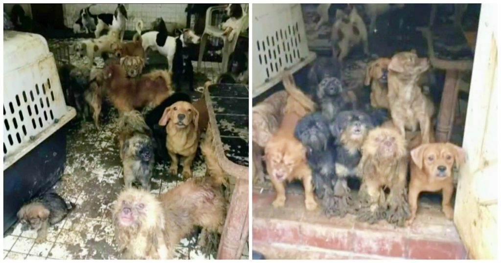 Over 100 Animals Removed From Inhumane Deplorable Conditions At Woman’s ...