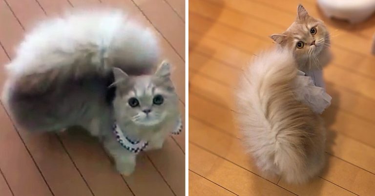 Delightful Brand-New Breed Of Cat Grows Up To Look Like A Cute ...