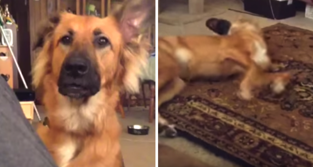 Dog Throws Overly-Dramatic Fit When He Doesn’t Get What He Wants