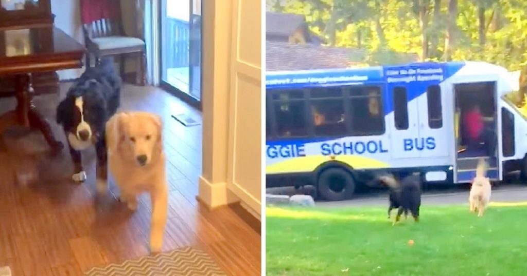 Dogs Bid Parents Goodbye And Hop Onto Doggie School Bus For A Day Full ...